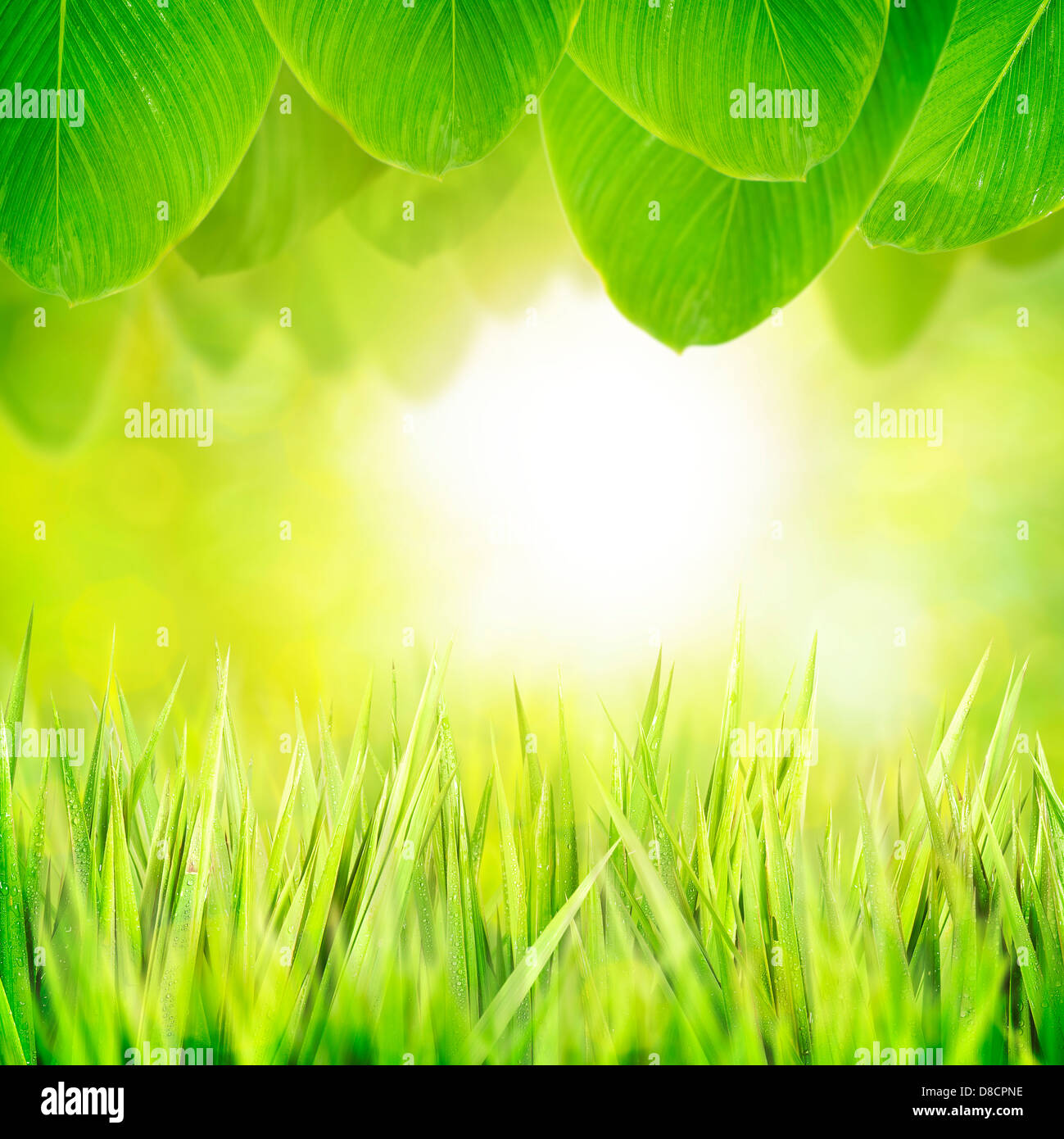 Nature concept. Square composition Stock Photo - Alamy