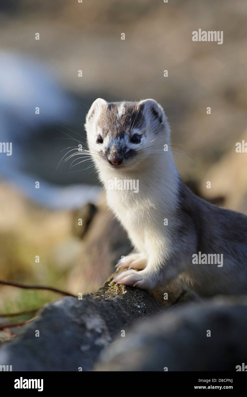 stoat in winter fur, mustela erminea, vechta, niedersachsen, germany ...