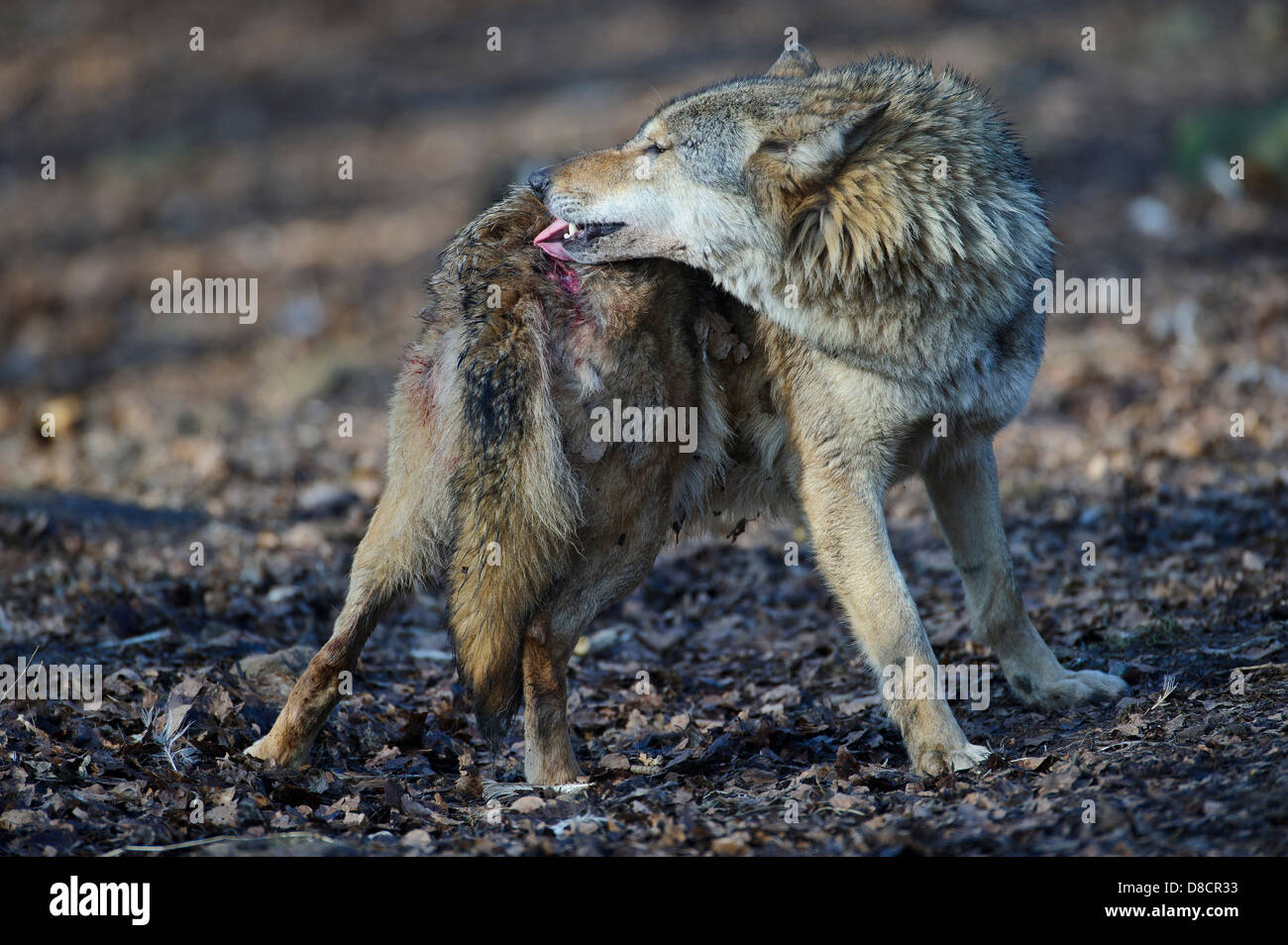 gray wolf, canis lupus Stock Photo - Alamy