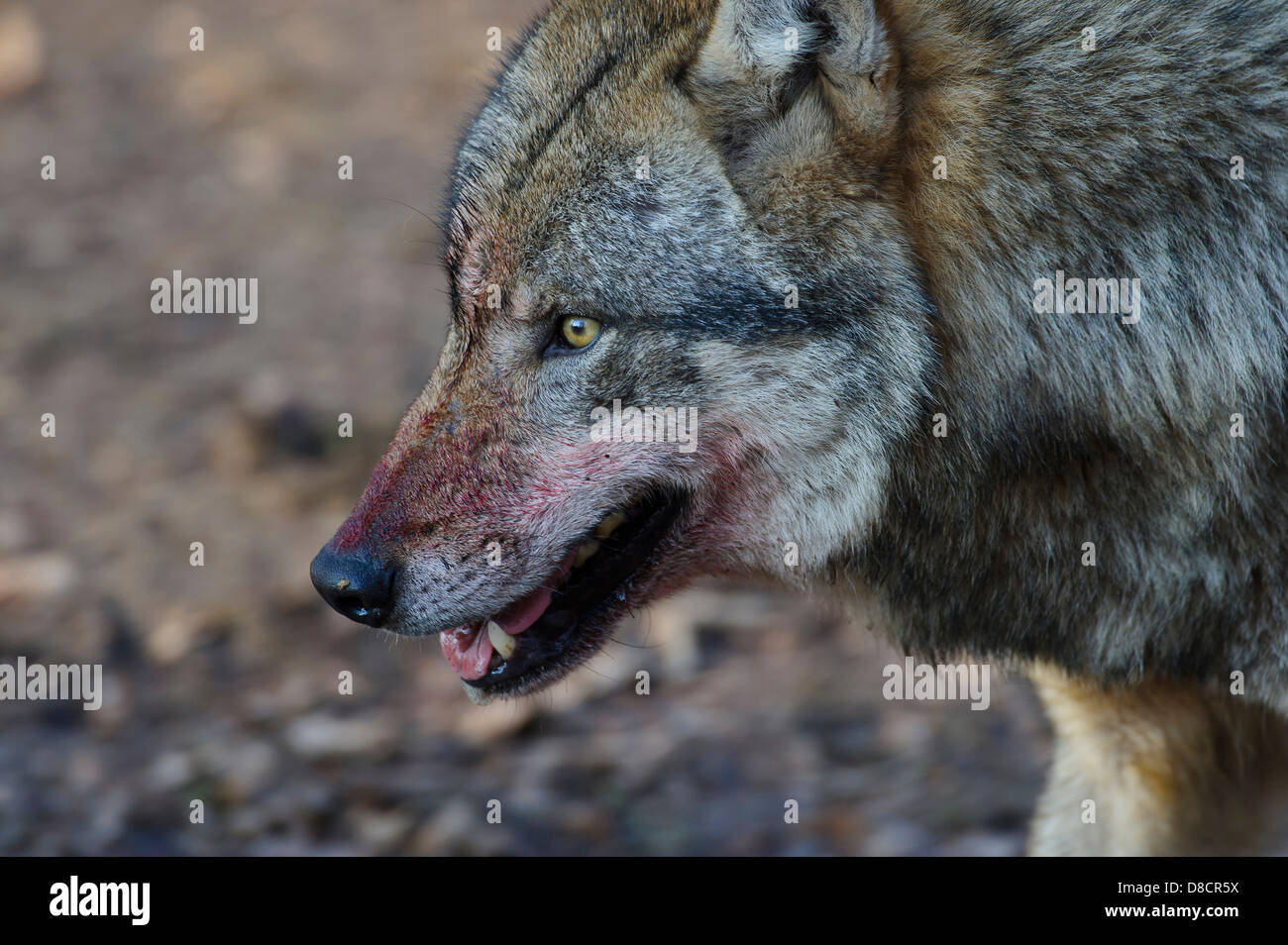 gray wolf, canis lupus Stock Photo - Alamy