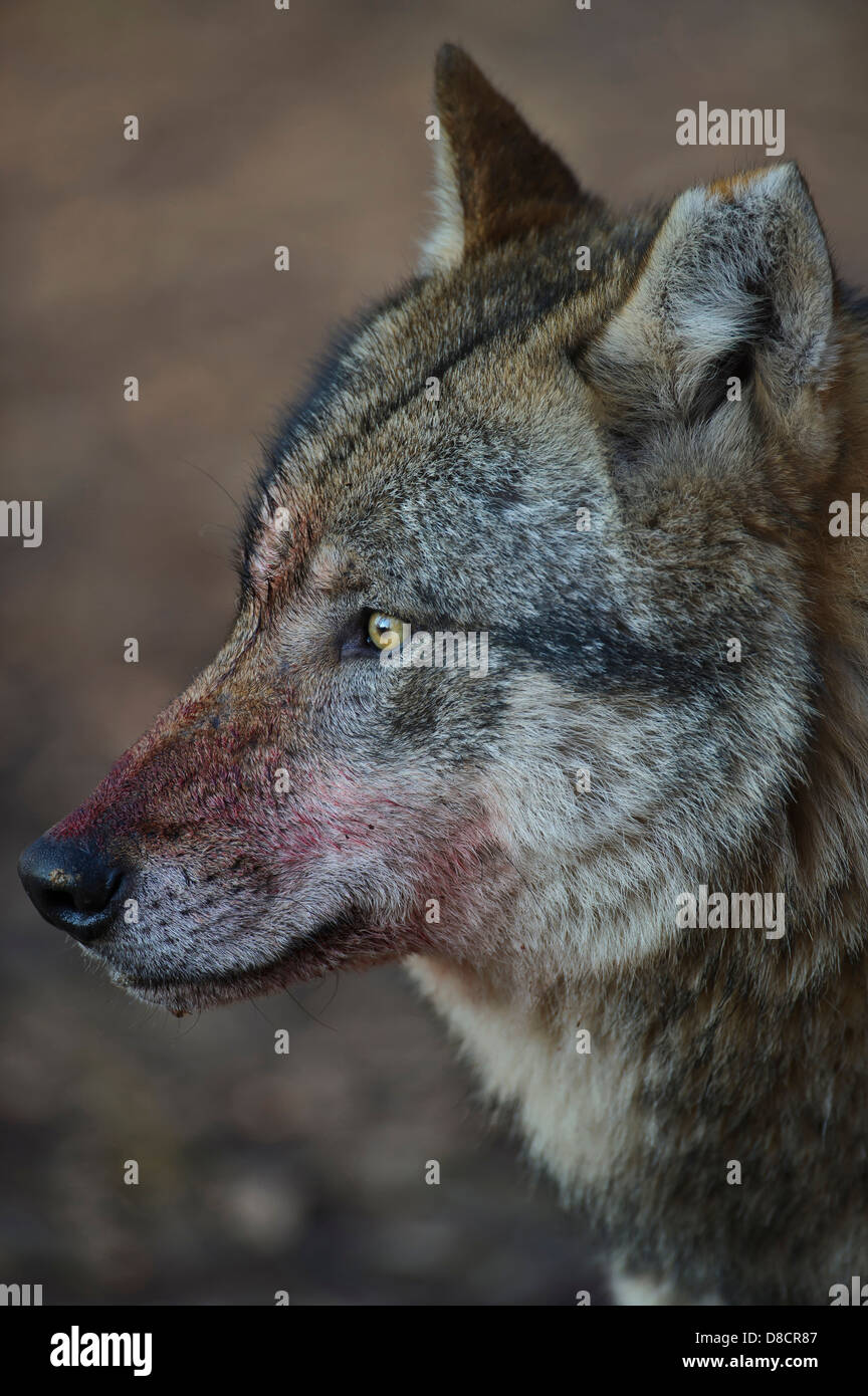 gray wolf, canis lupus Stock Photo - Alamy