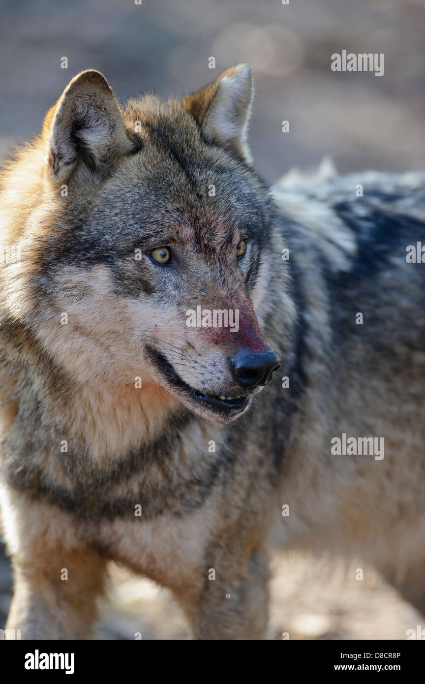 gray wolf, canis lupus Stock Photo - Alamy