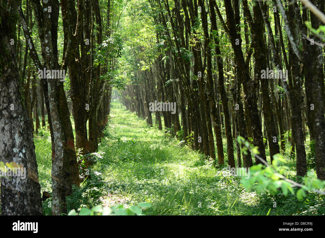Rubber tree hi-res stock photography and images - Alamy