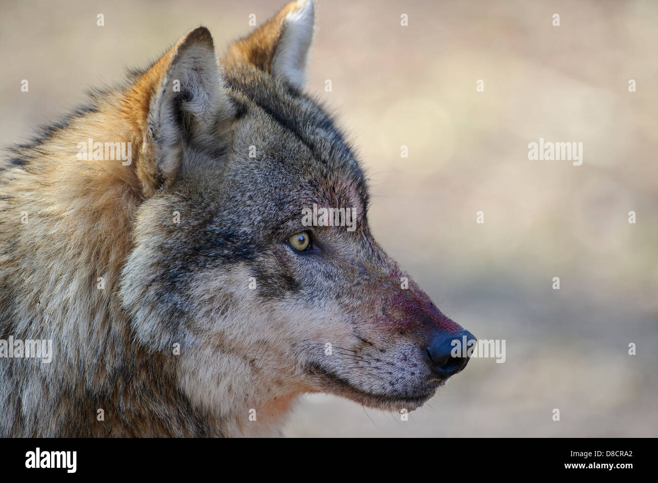 gray wolf, canis lupus Stock Photo - Alamy