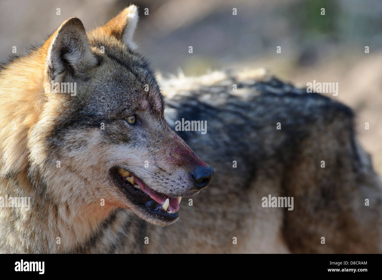 gray wolf, canis lupus Stock Photo - Alamy