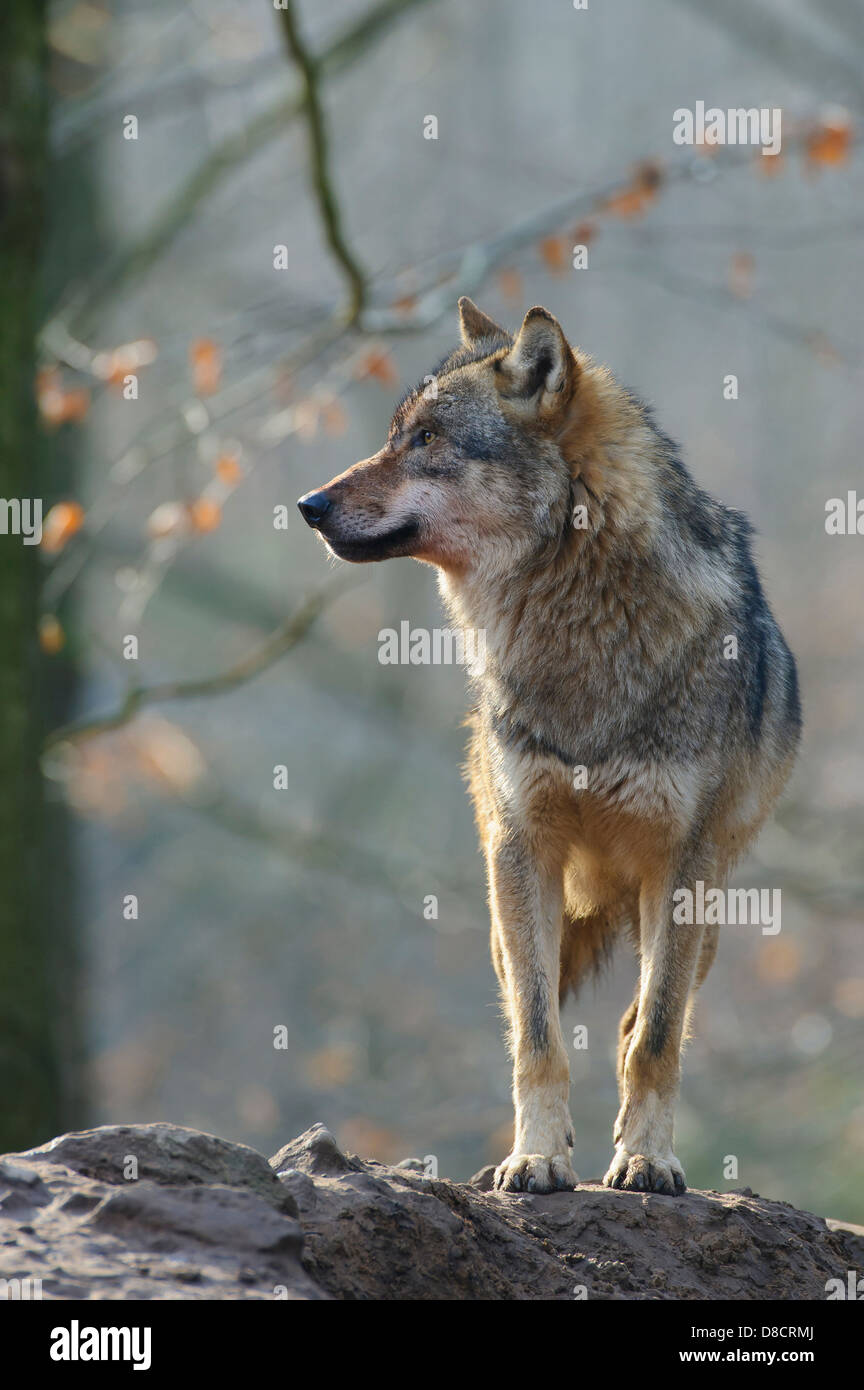 gray wolf, canis lupus Stock Photo - Alamy