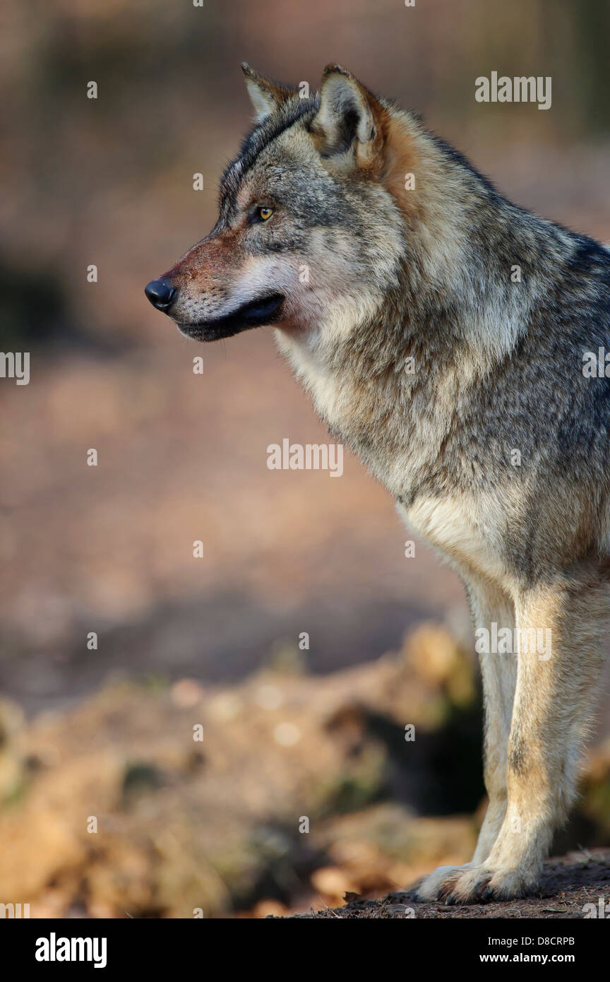 gray wolf, canis lupus Stock Photo - Alamy