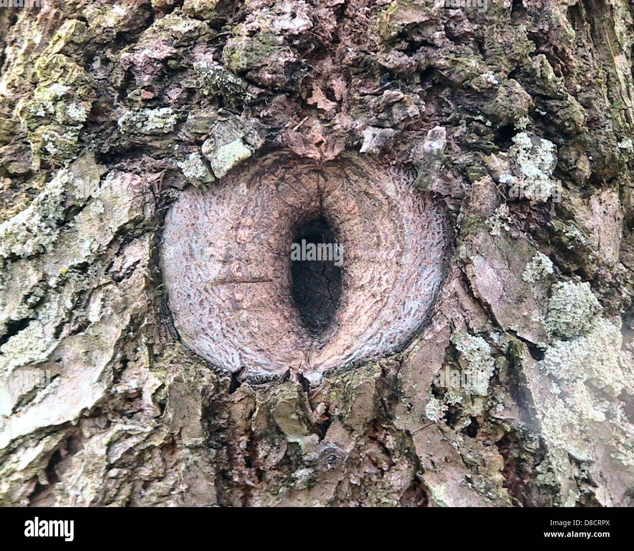 A close-up of a knot in the trunk of a young walnut tree. The image ...