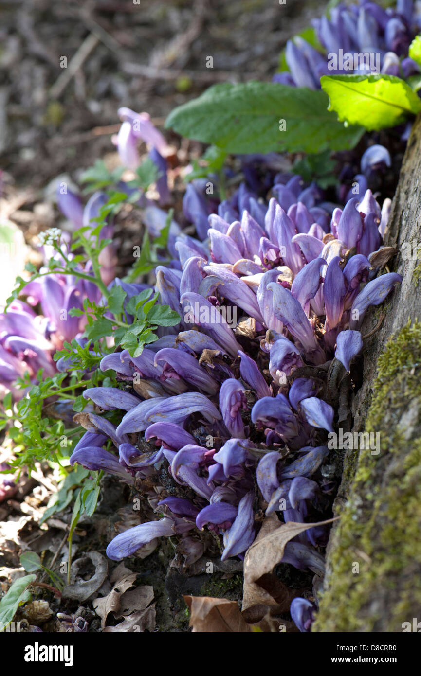 Purple Toothwort, Lathraea clandestina, growing on Willow (Salix) roots ...