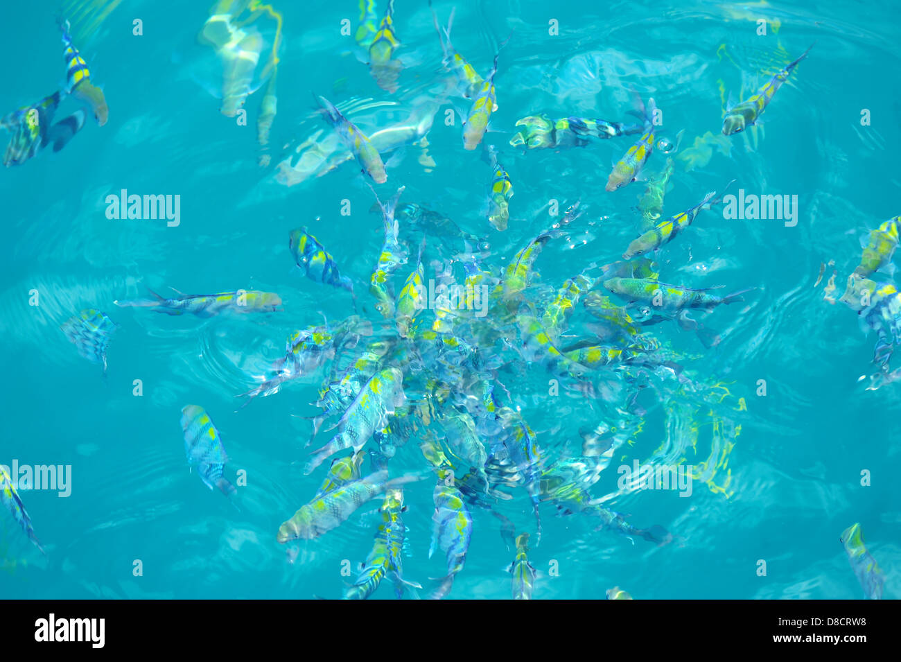 Tropical fishes hi-res stock photography and images - Alamy