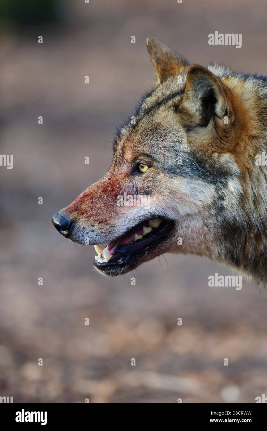 gray wolf, canis lupus Stock Photo - Alamy