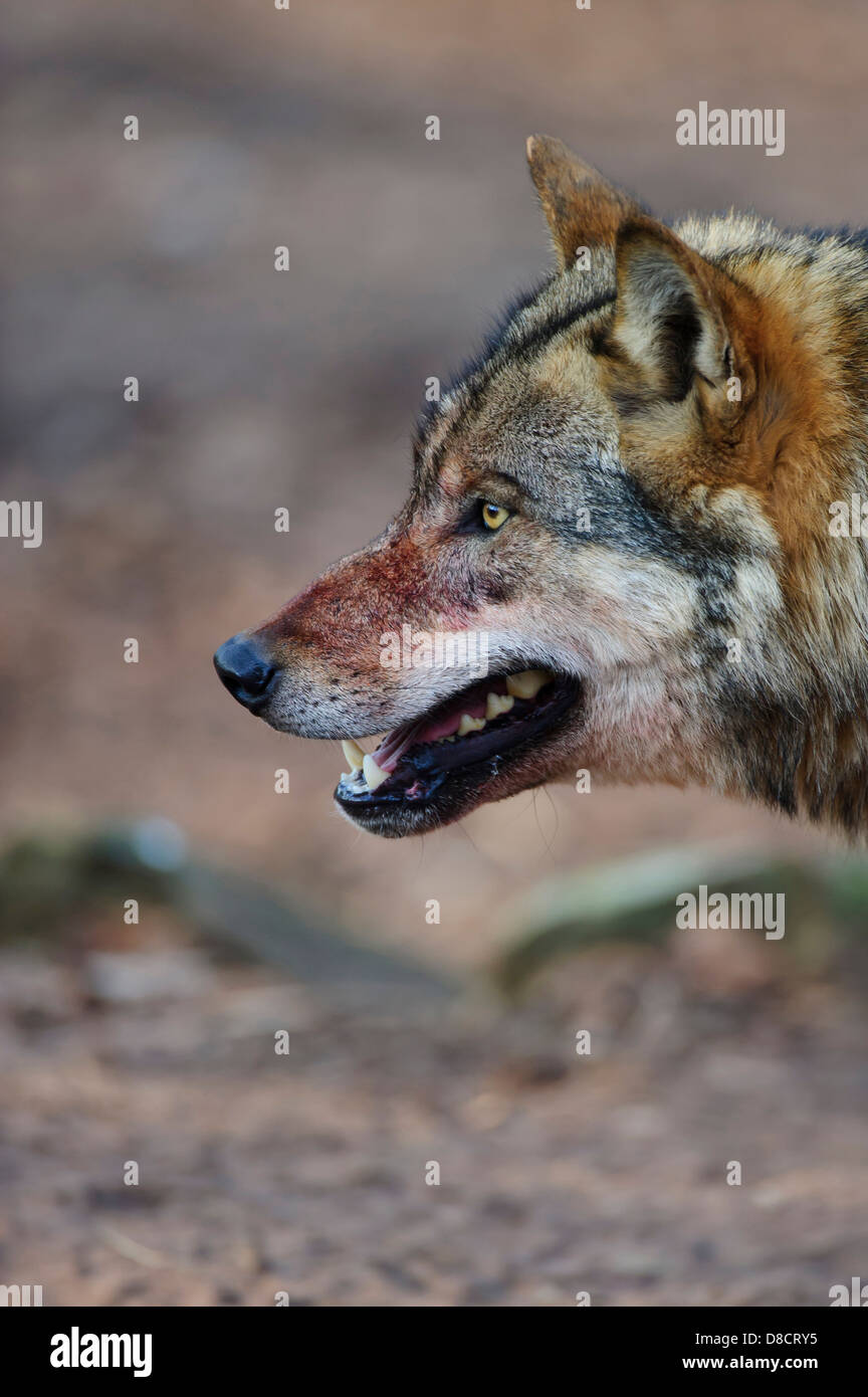 gray wolf, canis lupus Stock Photo - Alamy