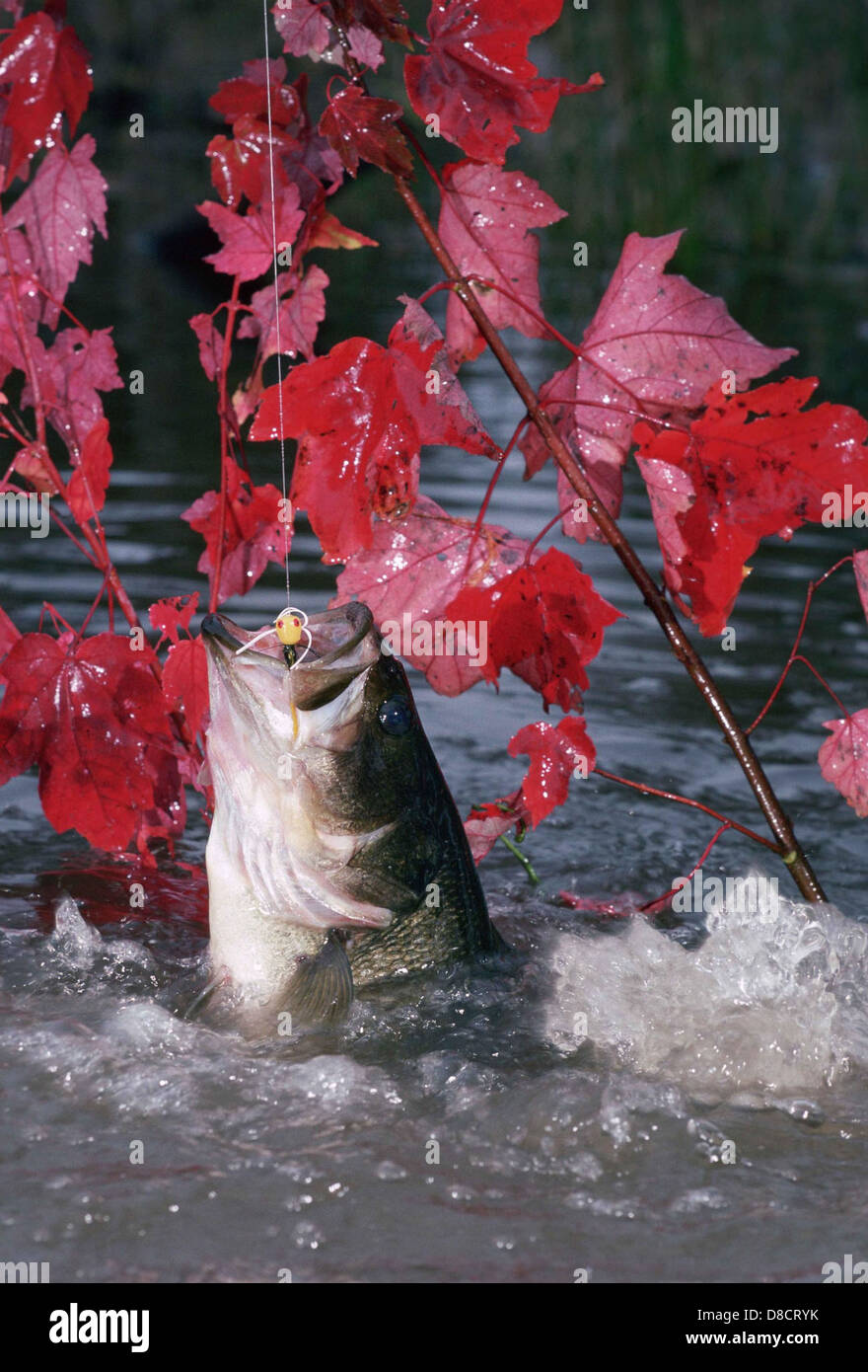 Largemouth bass caught on fly rod and popping bug Stock Photo - Alamy