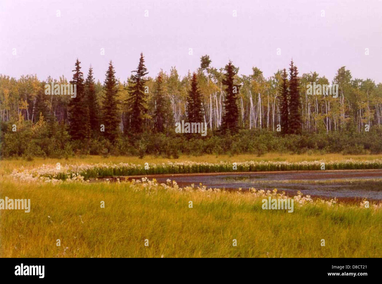 Late summer vegetation surrounds a small lake, where plants are in ...