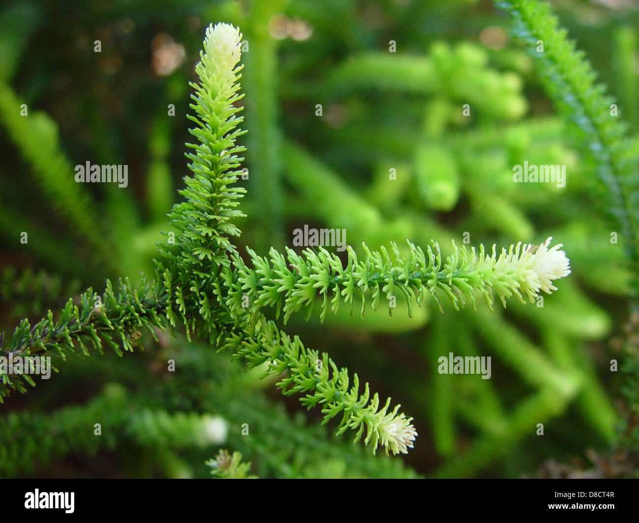 Leafy shapes in hi-res stock photography and images - Alamy
