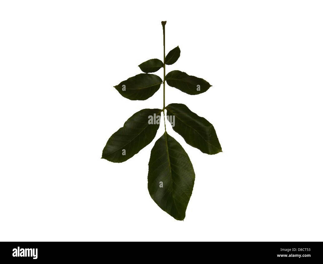 Leaf branch texture Stock Photo - Alamy