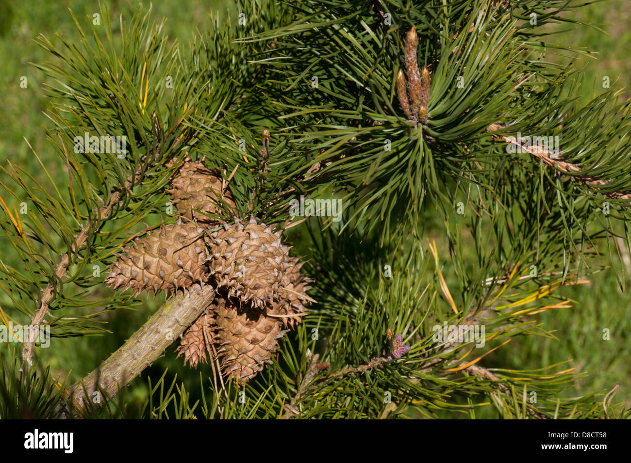 Shortleaf pine pinus echinata hi-res stock photography and images - Alamy