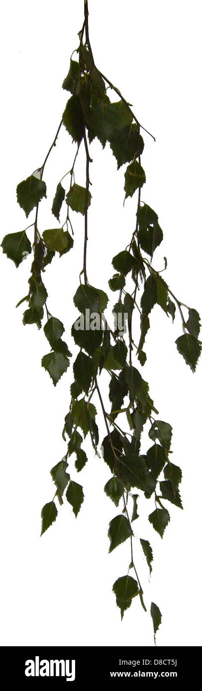 Slender birch trees hi-res stock photography and images - Alamy