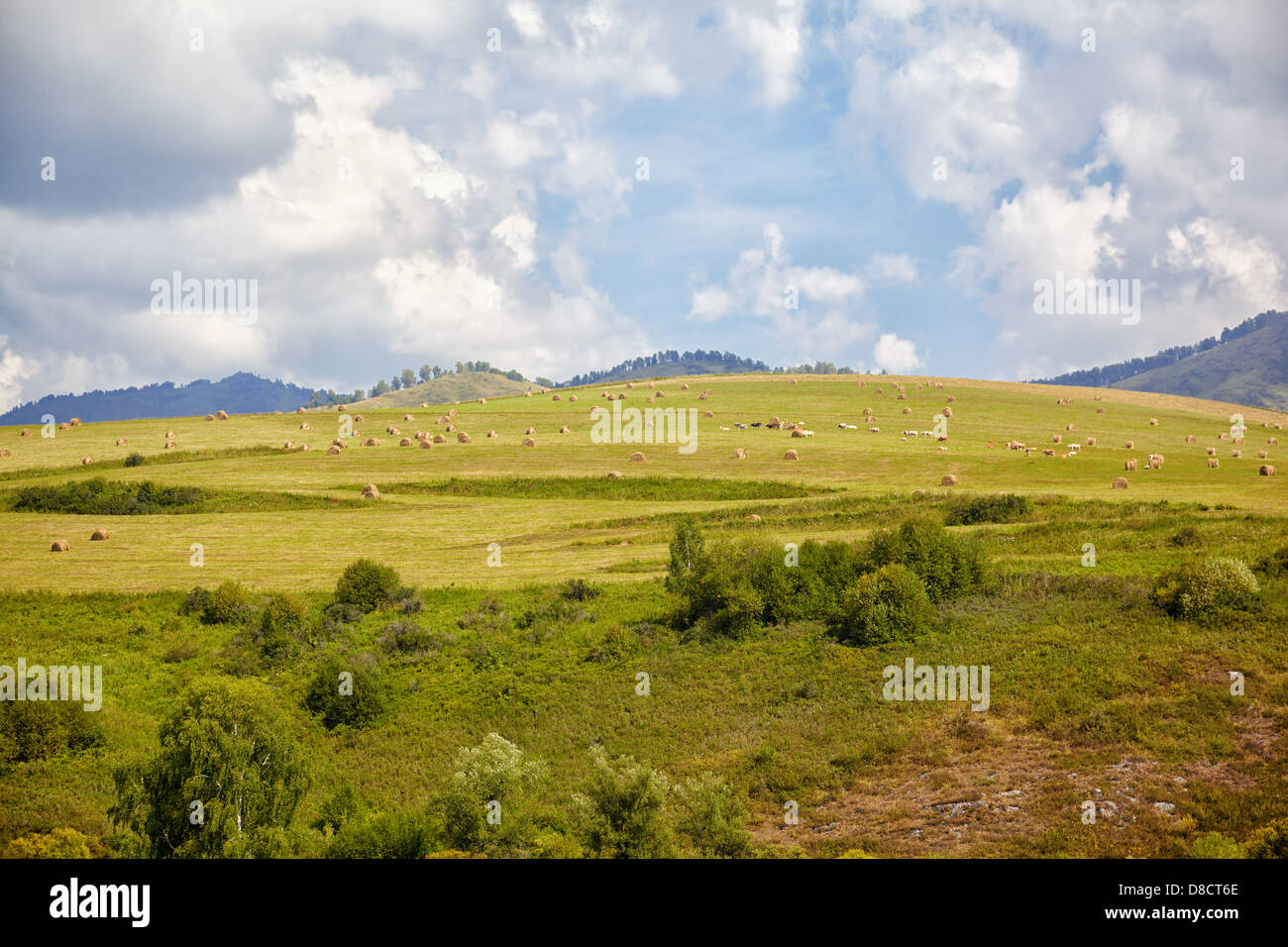 Summer Altai landscape with hills and meadows Stock Photo - Alamy