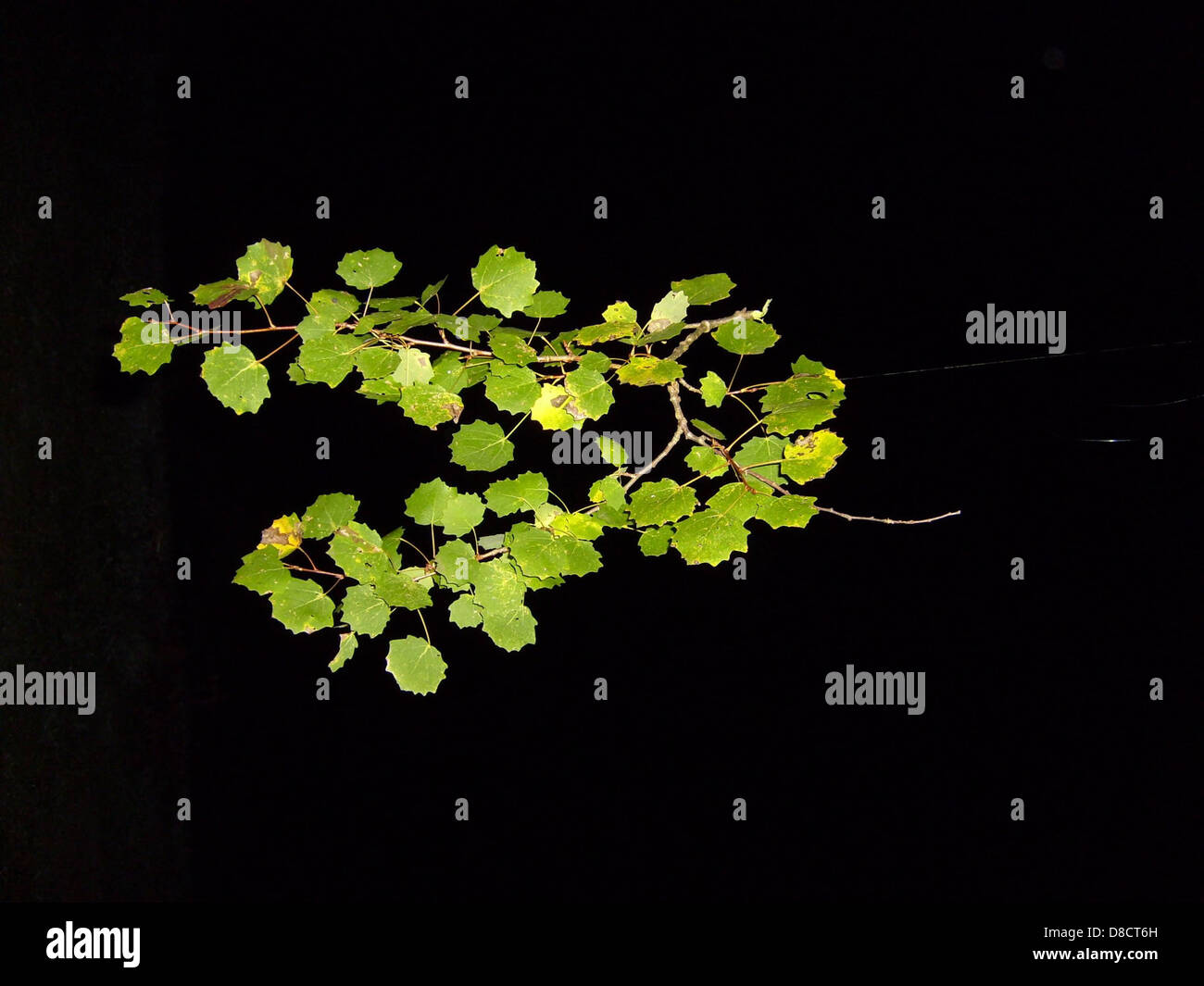 This image shows a close-up of poplar leaves on a branch at night ...