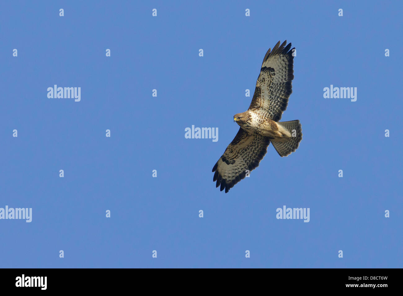 common buzzard, buteo buteo Stock Photo - Alamy