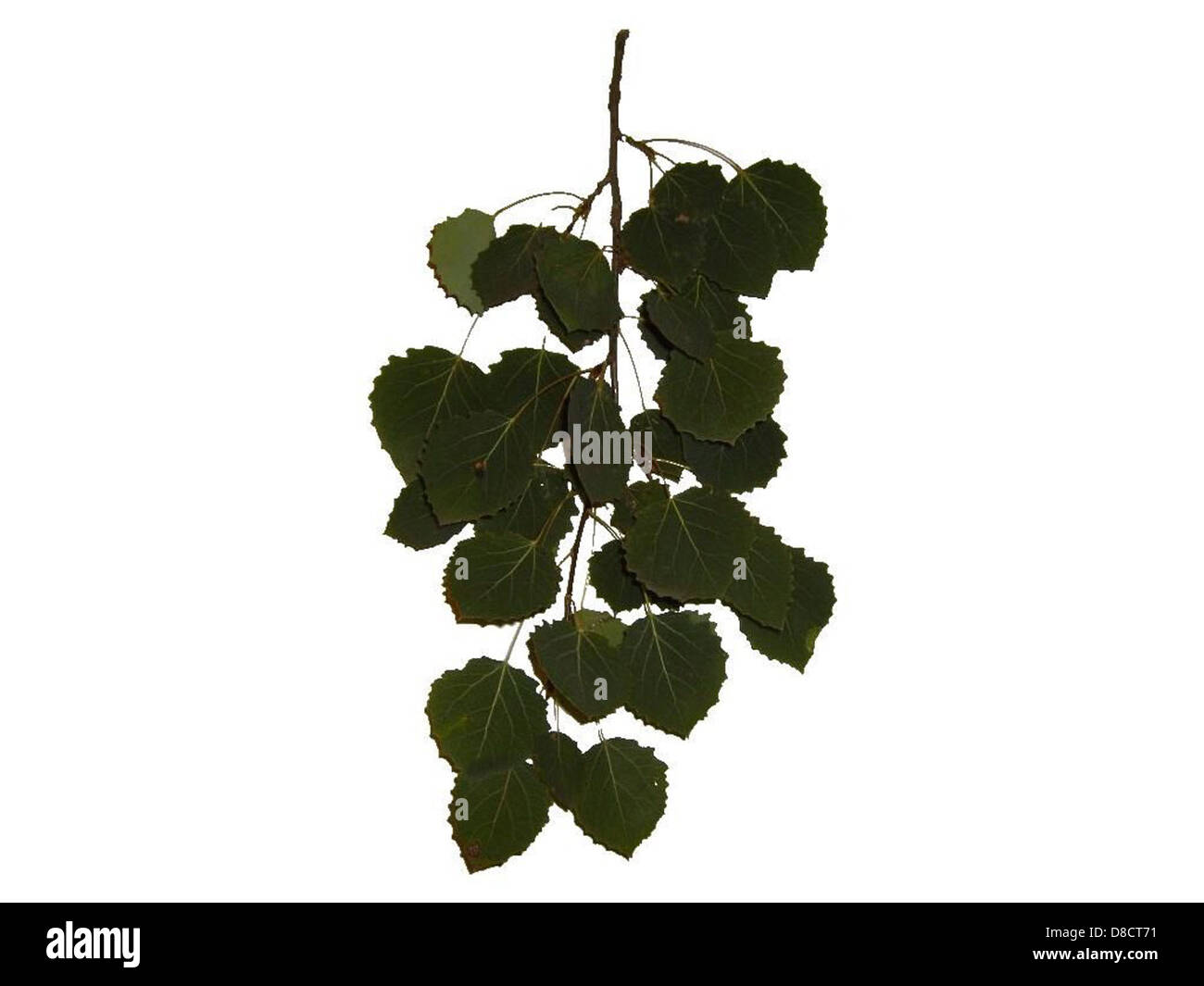 This image shows a leaf and several leaves on a branch, set against a ...
