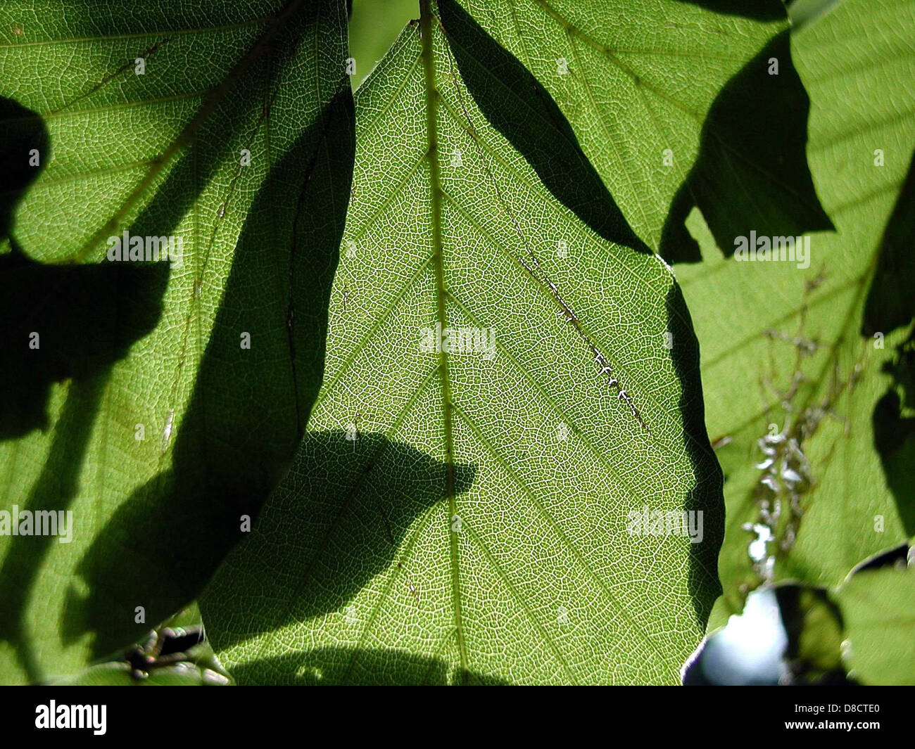 This image shows leaves illuminated by sunlight, creating a vibrant ...