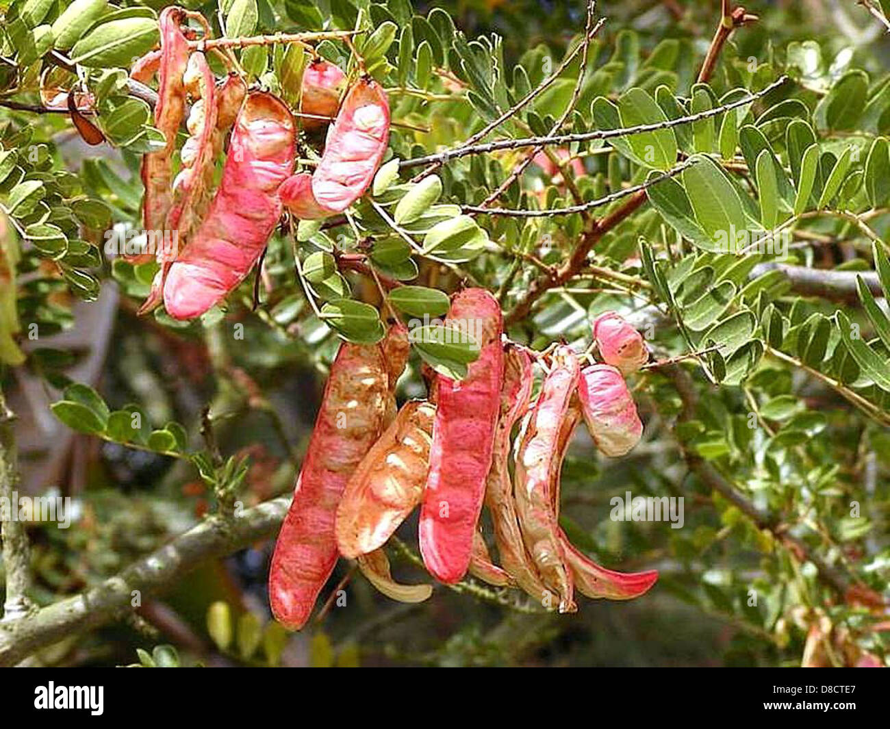 A collection of leaves and seeds, representing the natural process of ...