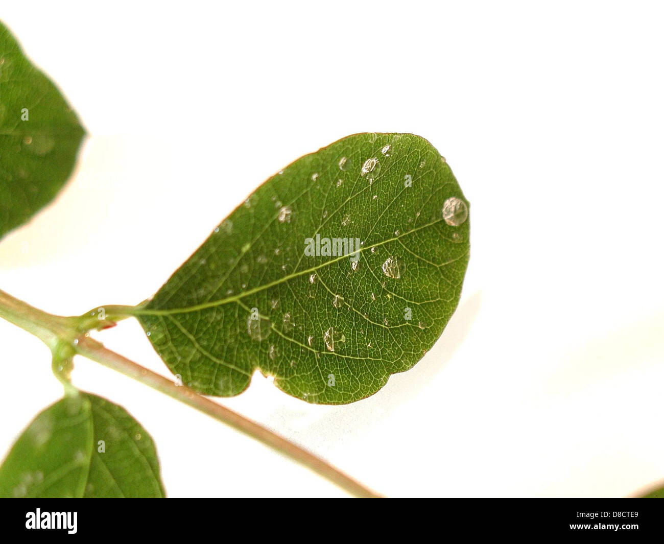 A stock photo showing fresh water droplets clinging to the surface of ...