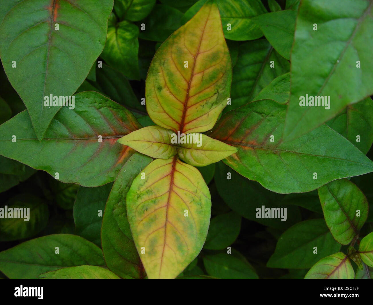 Visually striking symmetry hi-res stock photography and images - Alamy