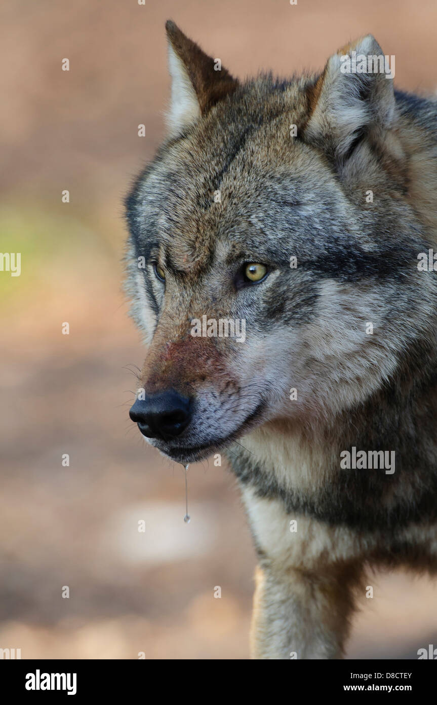 gray wolf, canis lupus Stock Photo - Alamy