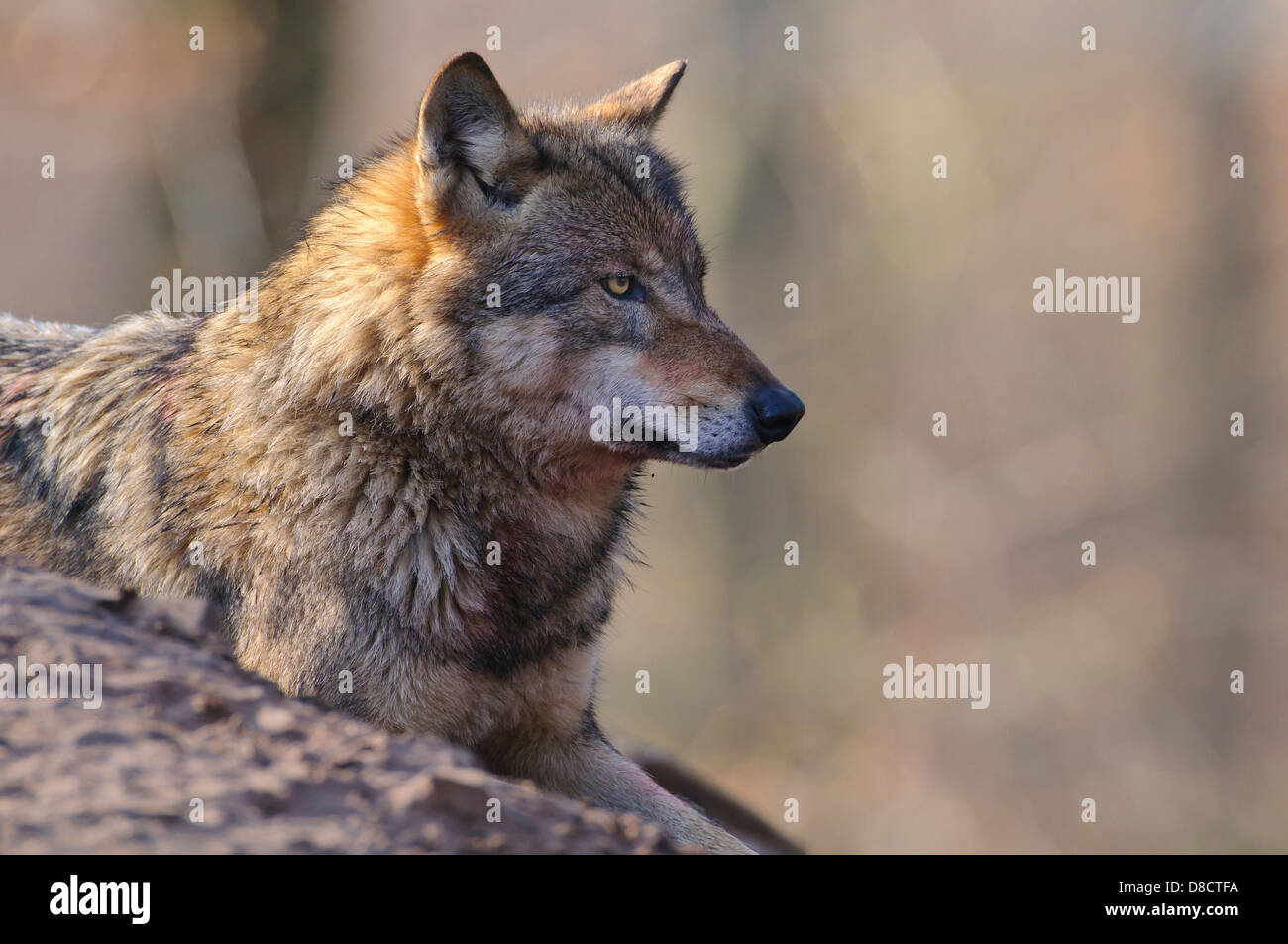 gray wolf, canis lupus Stock Photo - Alamy