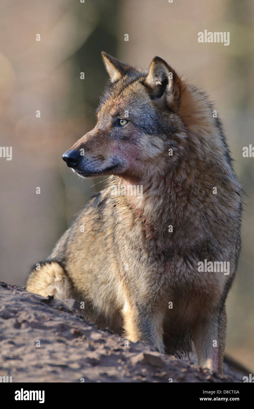 gray wolf, canis lupus Stock Photo - Alamy