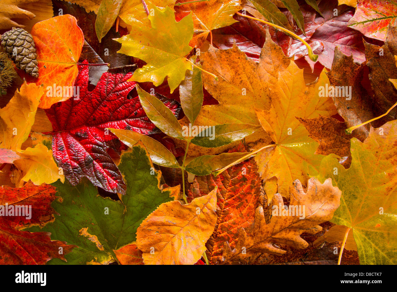 Golden Autumn Leaves vibrant Stock Photo - Alamy