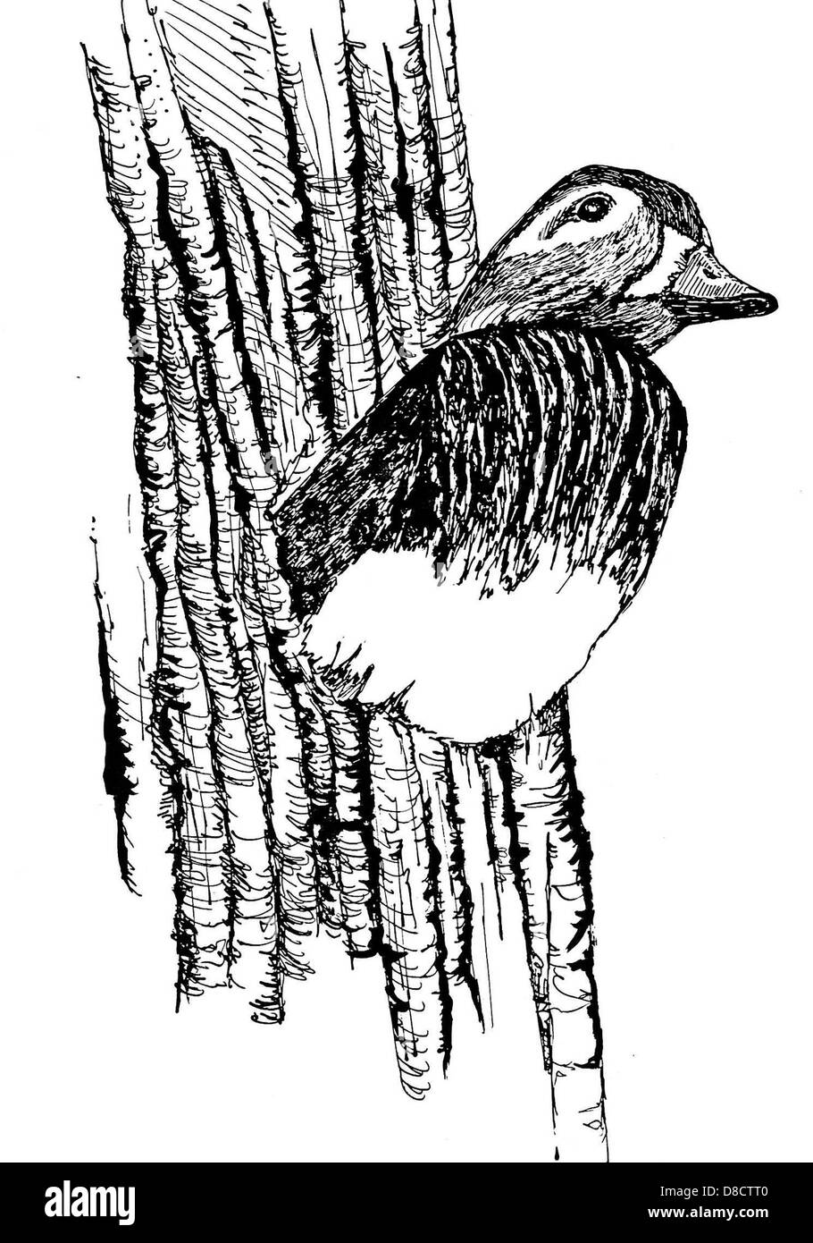 A simple line drawing of a duck resting in its nest, capturing the ...
