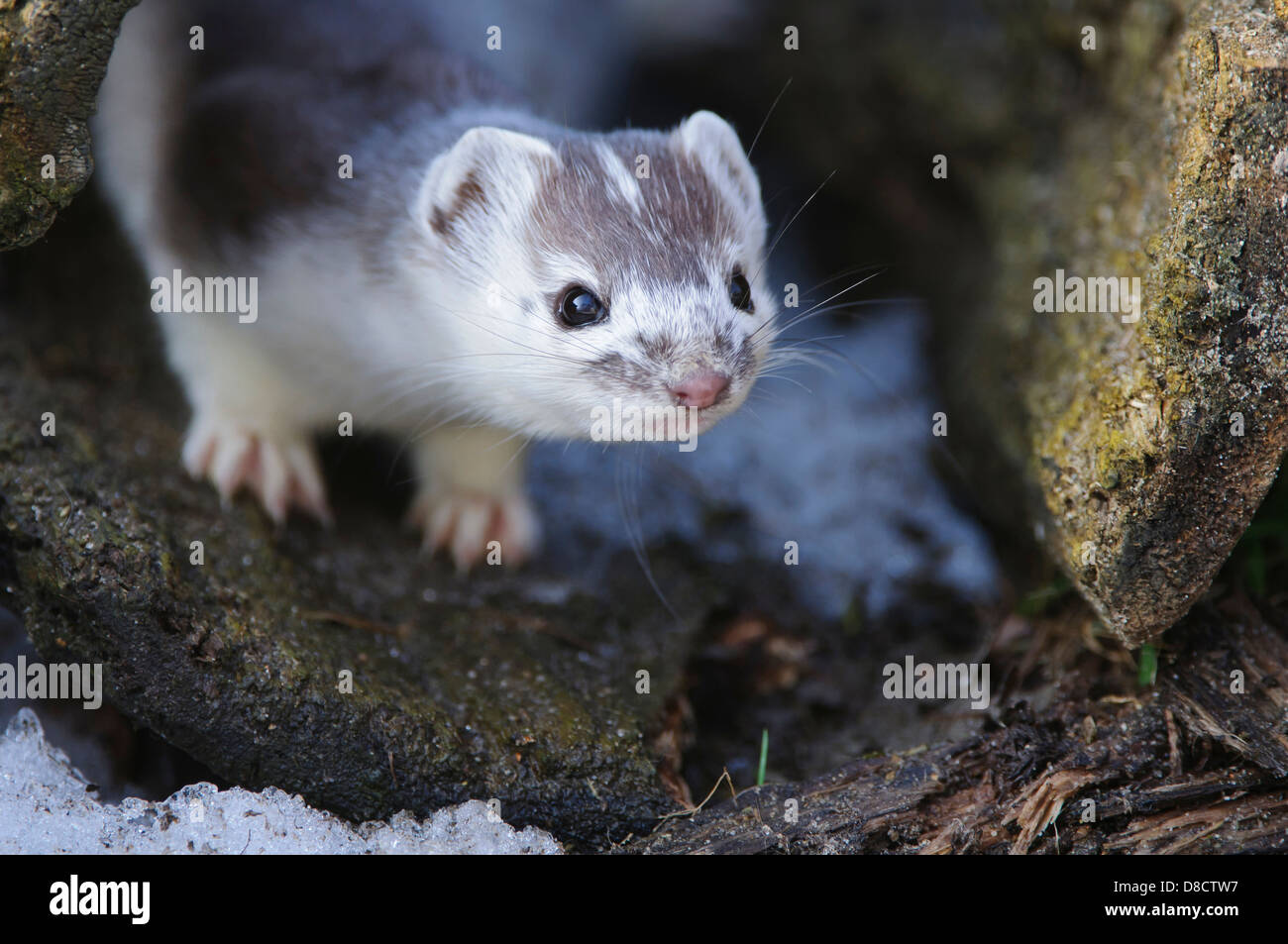 Stoat in snow hi-res stock photography and images - Alamy