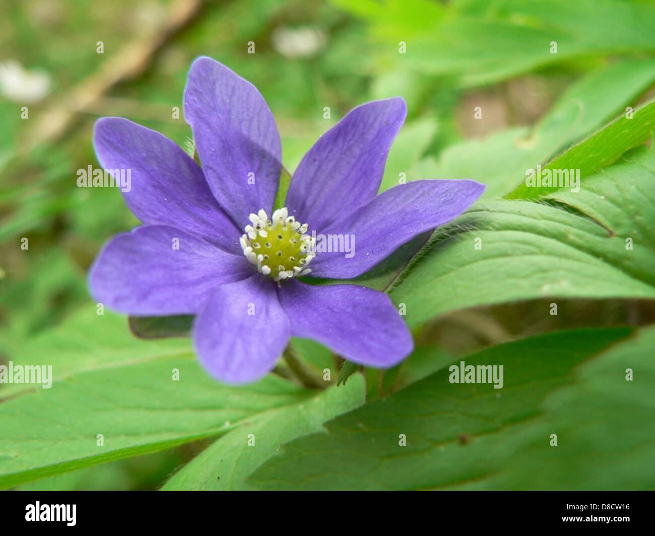 A close-up image of a liverleaf plant, highlighting its vibrant purple ...