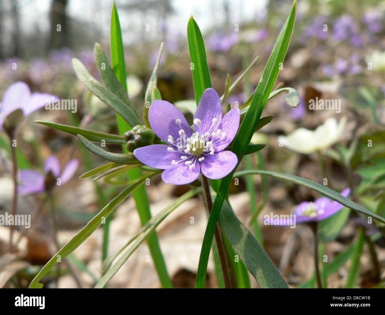 The liverleaf flower is shown in bloom, with delicate purple-blue ...