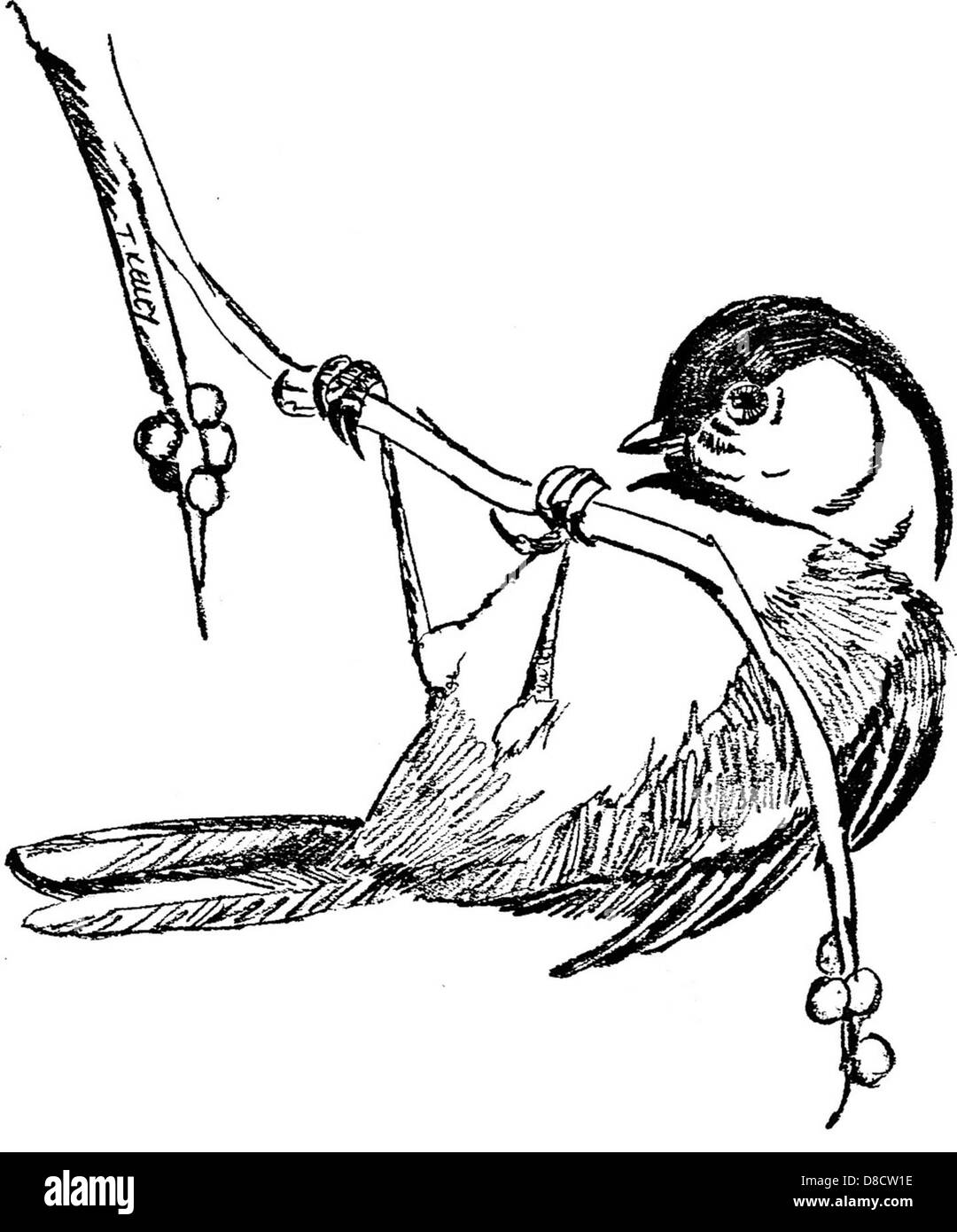 An illustration of a black-capped chickadee (Parus atricapillus), a ...