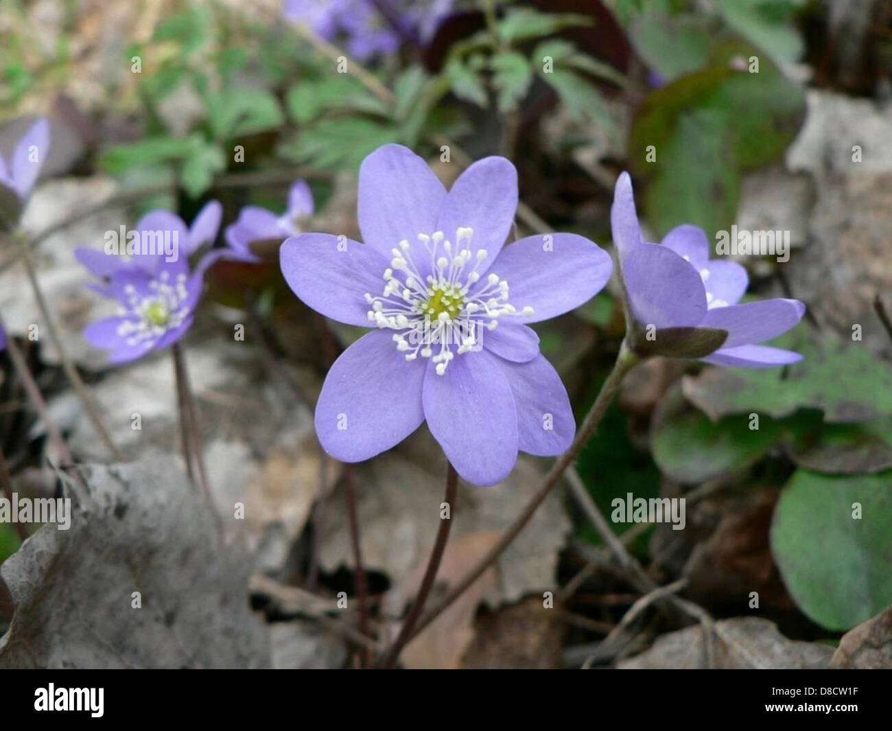 Liverleaf hepatica nobil Stock Photo - Alamy