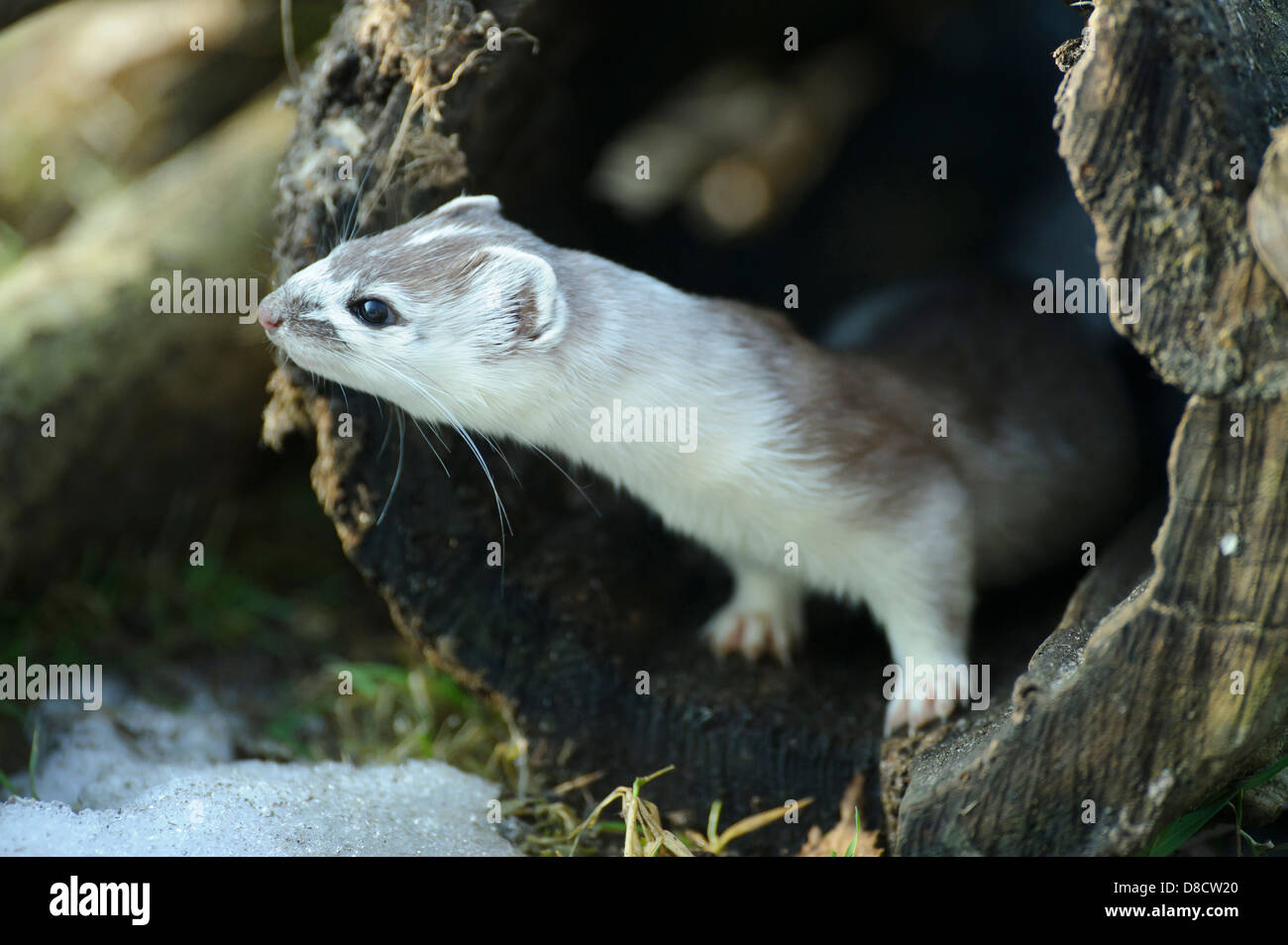 Stoat in snow hi-res stock photography and images - Alamy