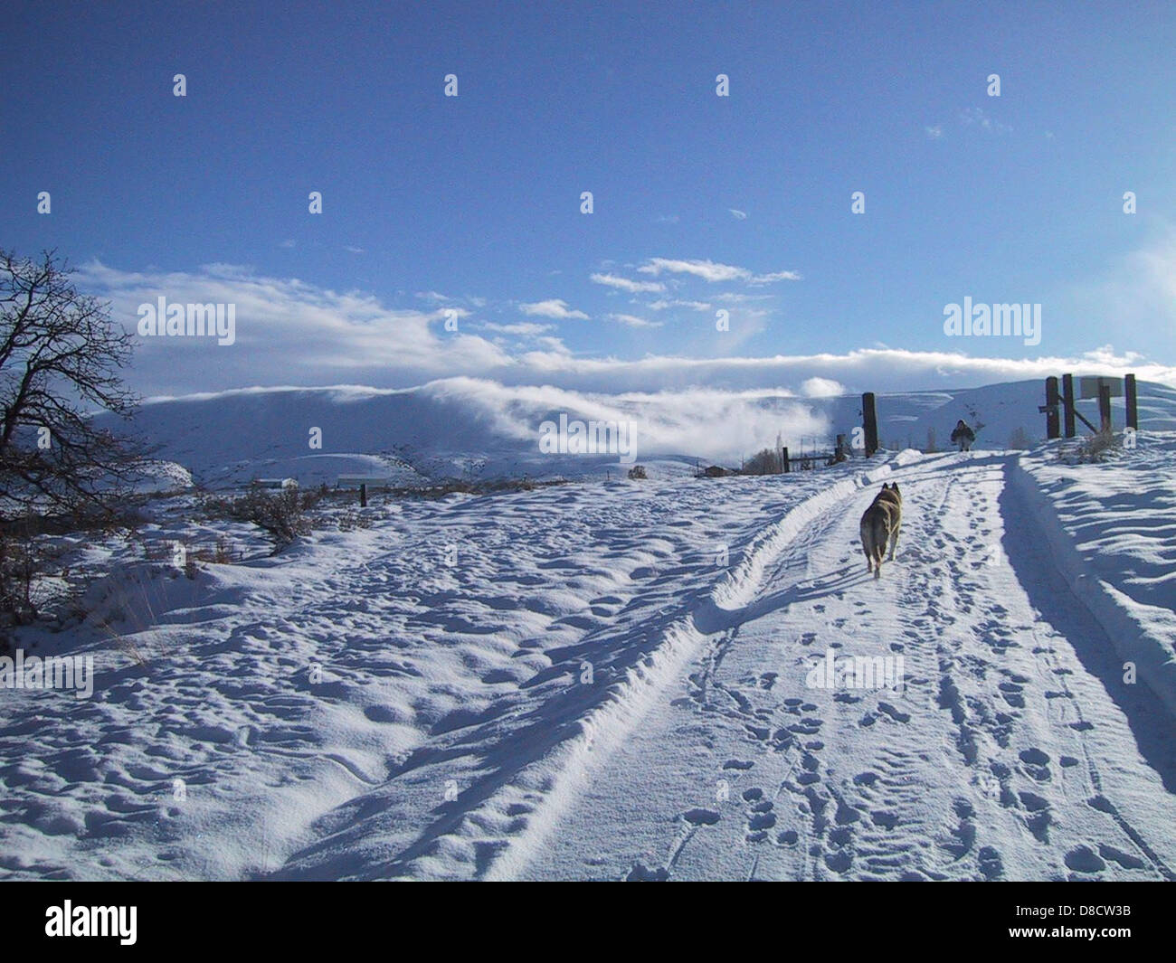 Lone dog walks up a snow covered road Stock Photo - Alamy