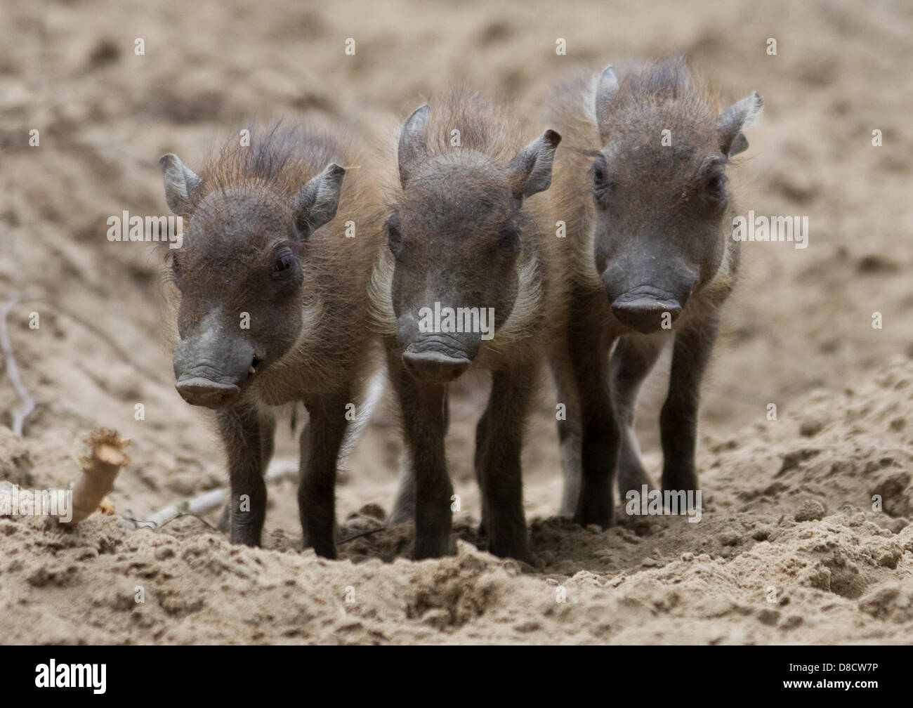 Three warthog piglets are pictured in the zoo in Berlin, Germany, 24 ...