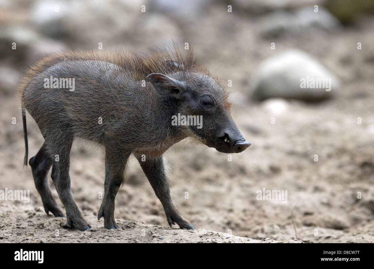 A warthog piglet is pictured in the zoo in Berlin, Germany, 24 May 2013 ...