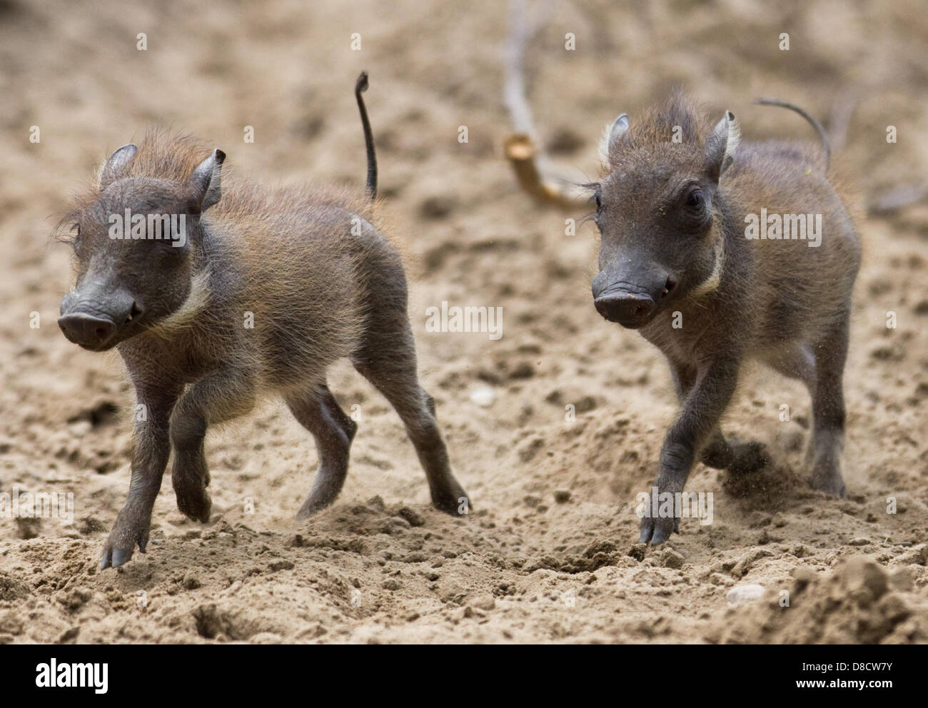 Two warthog piglets are pictured in the zoo in Berlin, Germany, 24 May ...