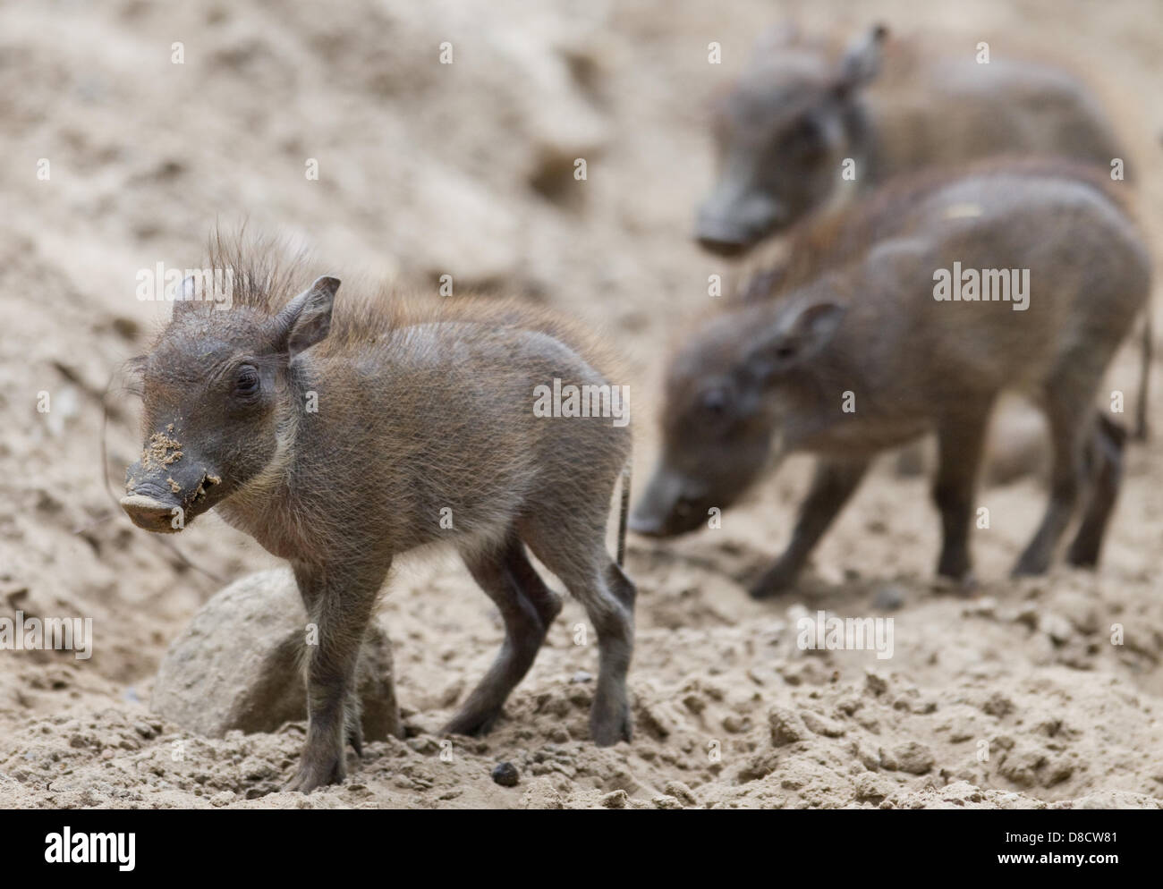 Three warthog piglets are pictured in the zoo in Berlin, Germany, 24 ...