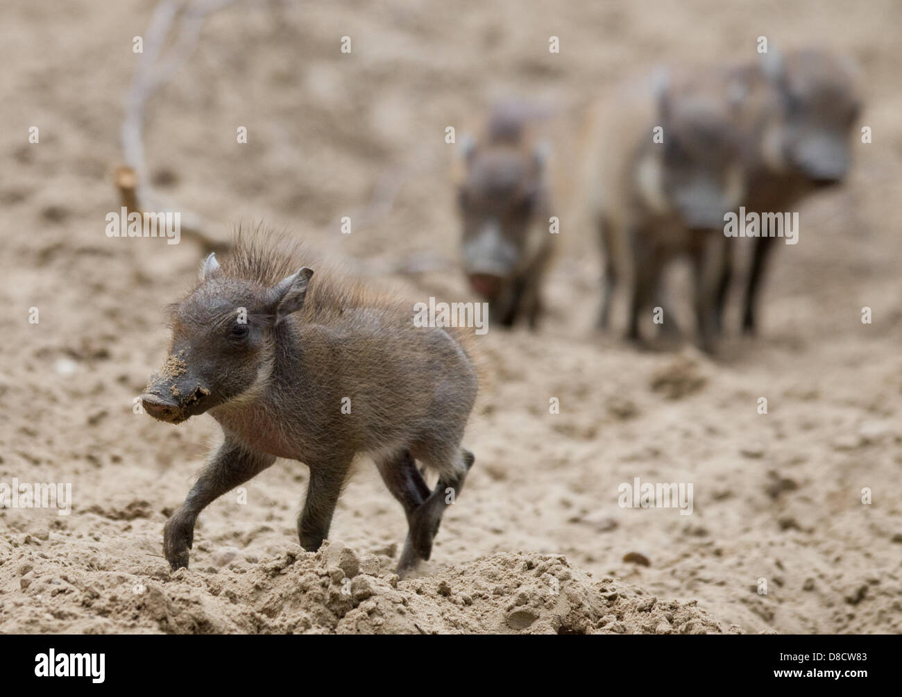 Four warthog piglets are pictured in the zoo in Berlin, Germany, 24 May ...