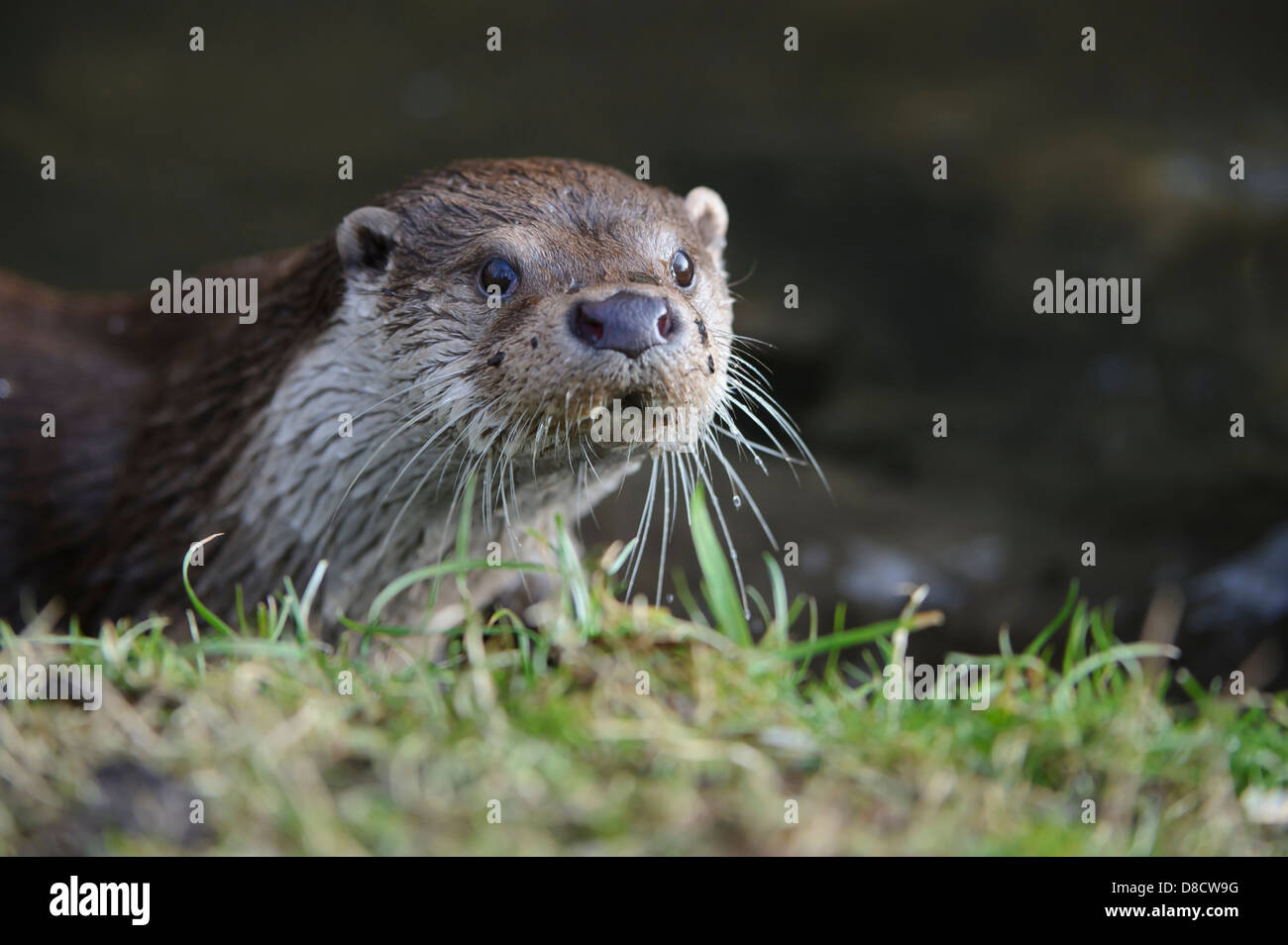 european otter, lutra lutra, lüneburger heide, germany Stock Photo - Alamy