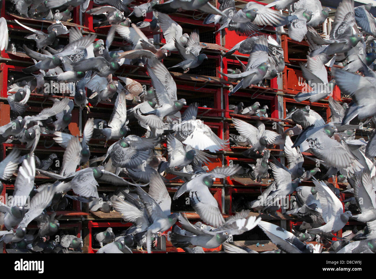 Liberation of racing pigeons hi-res stock photography and images - Alamy