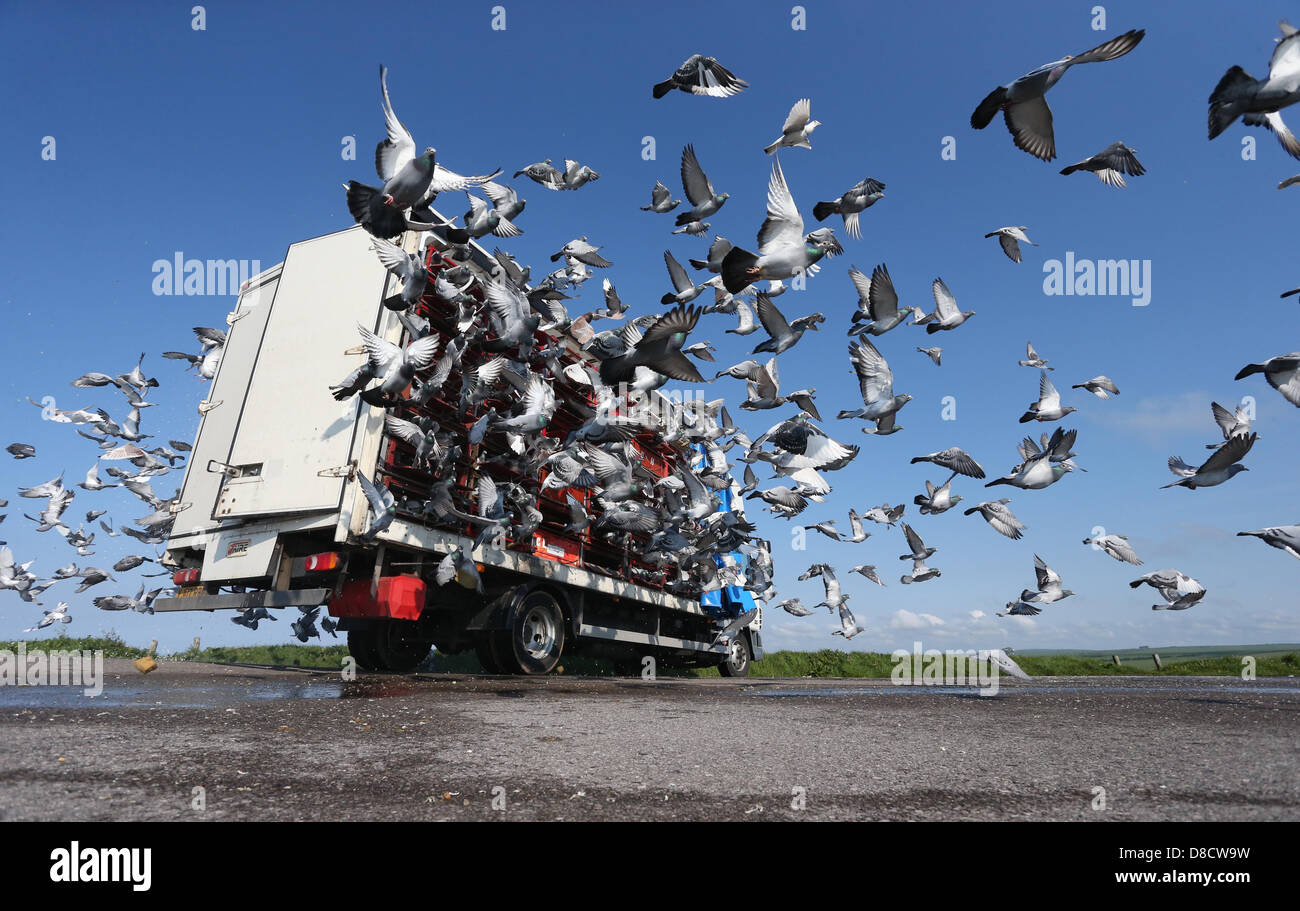 Racing Pigeons are liberated at the start of a race. Picture by James ...